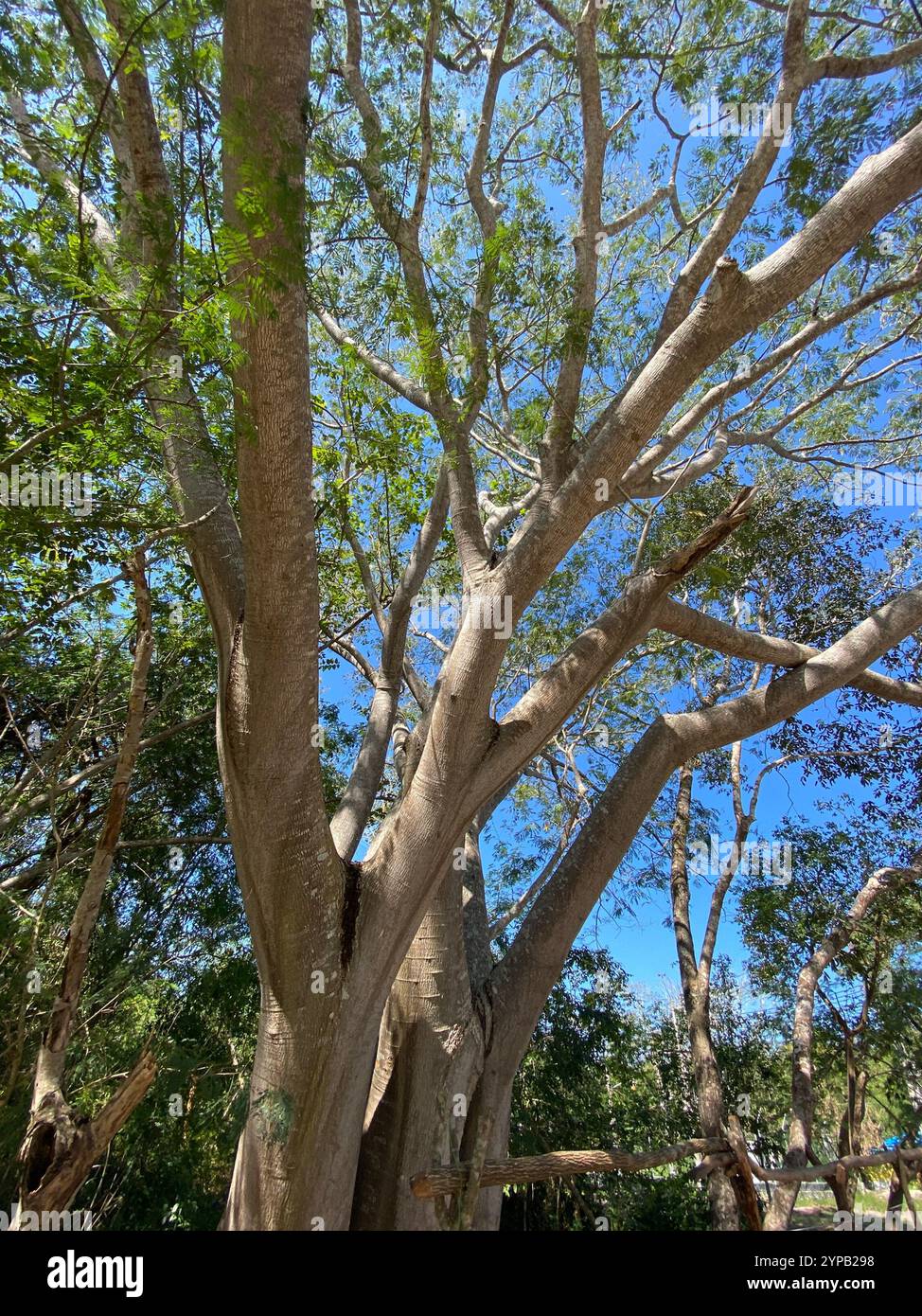 Enterolobium cyclocarpum hi-res stock photography and images - Alamy