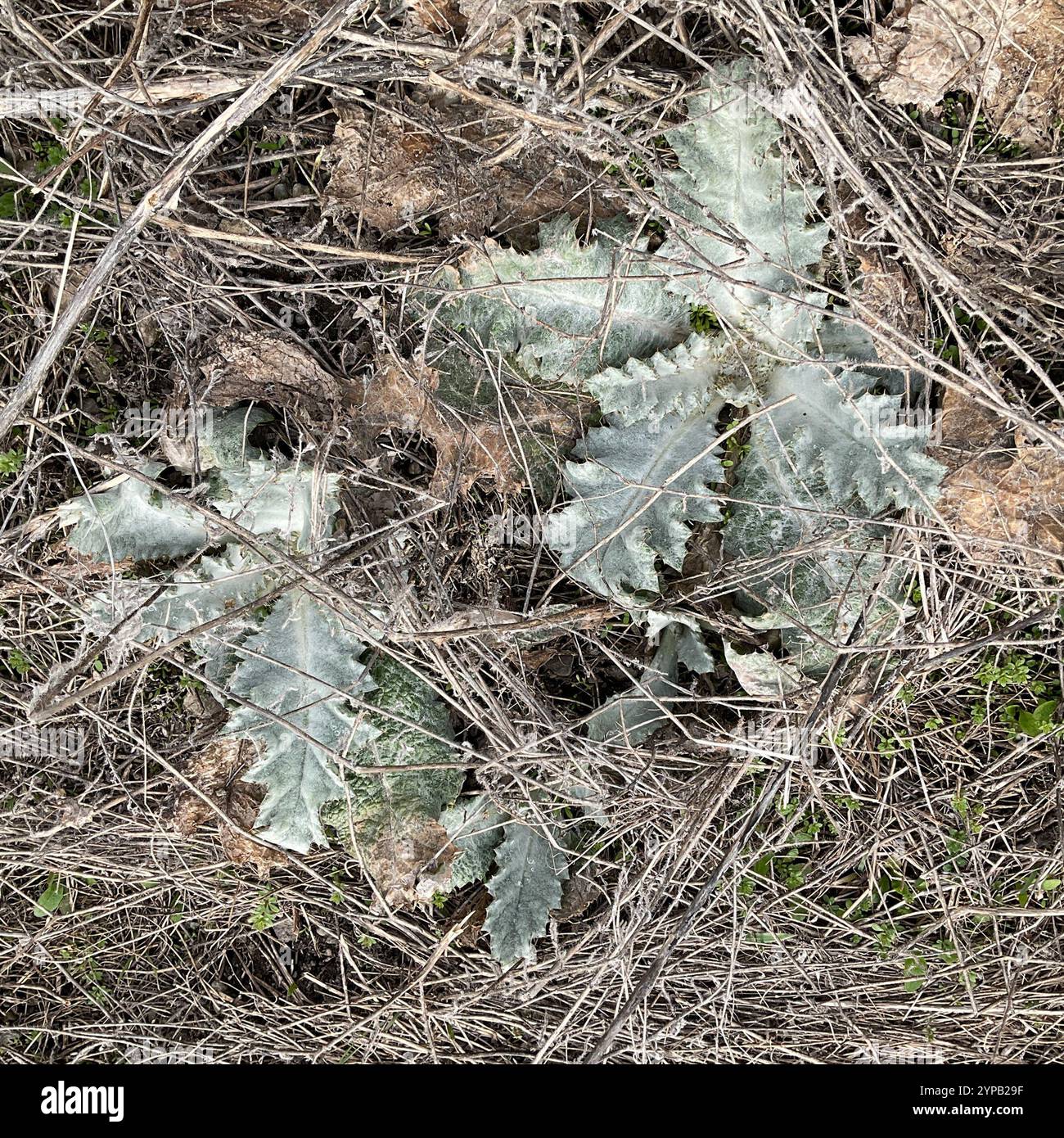 cotton thistle (Onopordum acanthium Stock Photo - Alamy