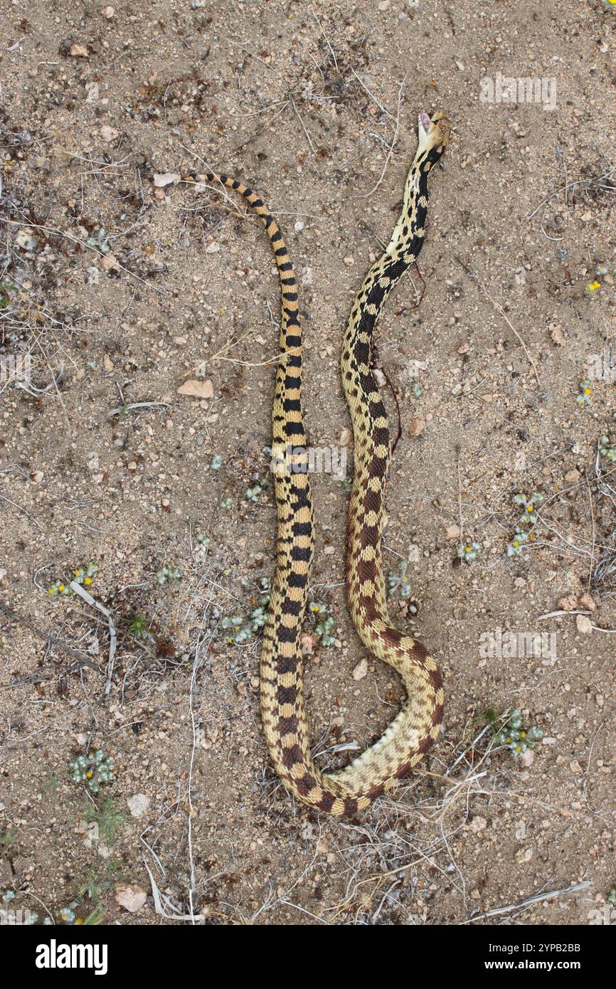 Gopher Snake (Pituophis catenifer Stock Photo - Alamy