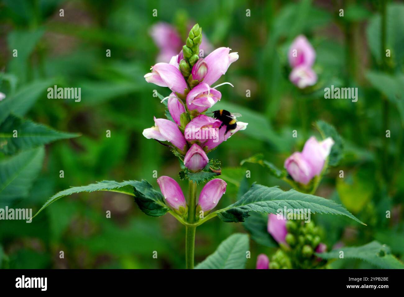 Single Pink/Purple Chelone Obliqua (Twisted Shell Flower) with Bee ...