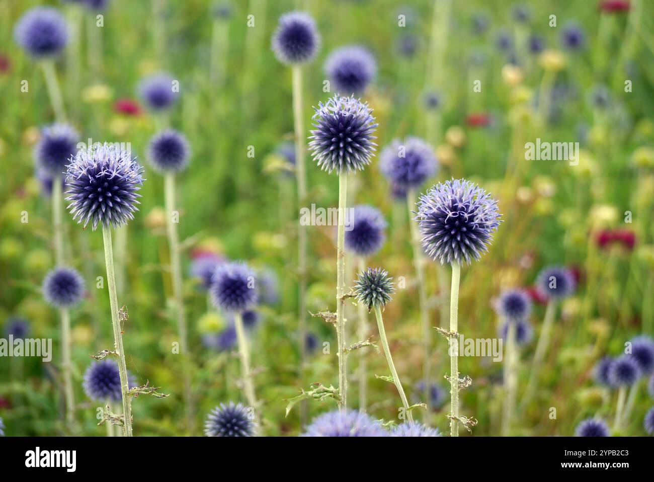 Field of Spherical Blue Echinops Bannaticus (Blue Globe Thistle ...