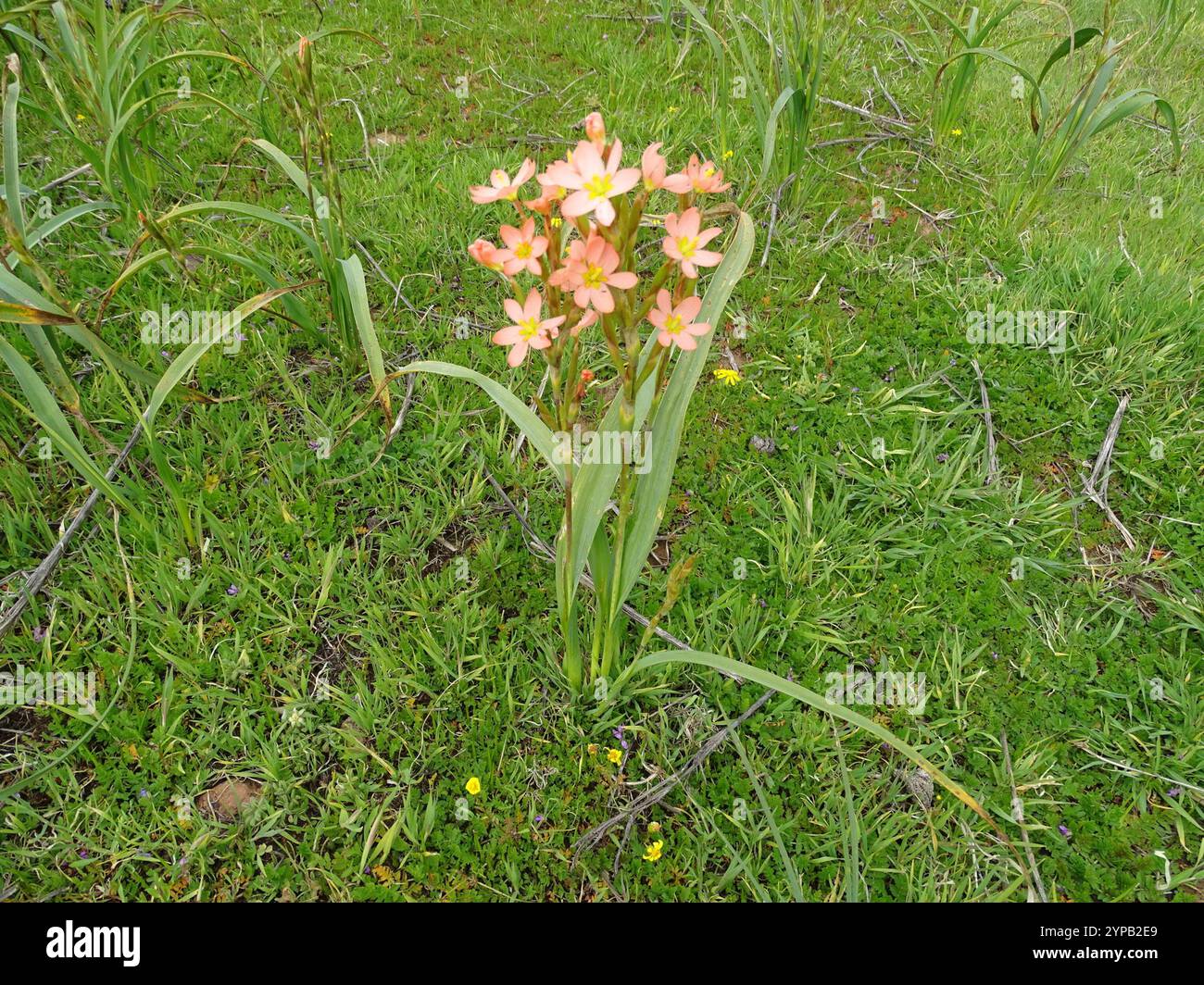 Two-leaved Cape tulip (Moraea miniata Stock Photo - Alamy