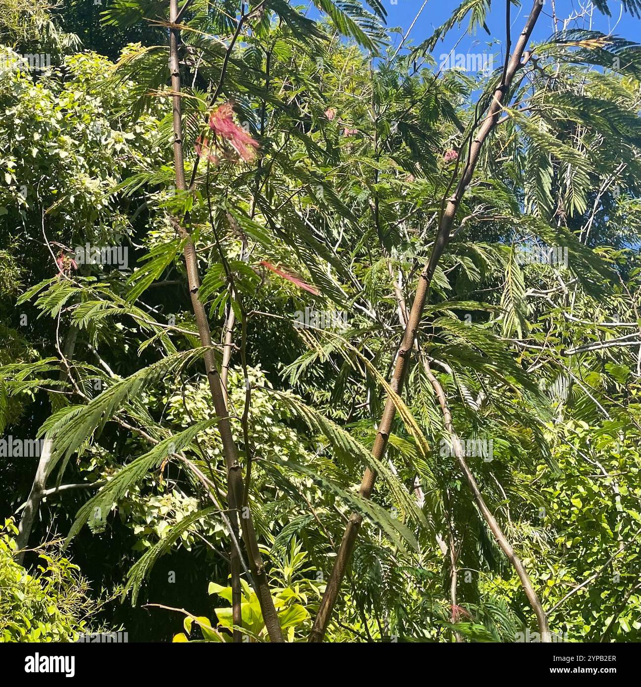 Scarlet powder puff hi-res stock photography and images - Alamy