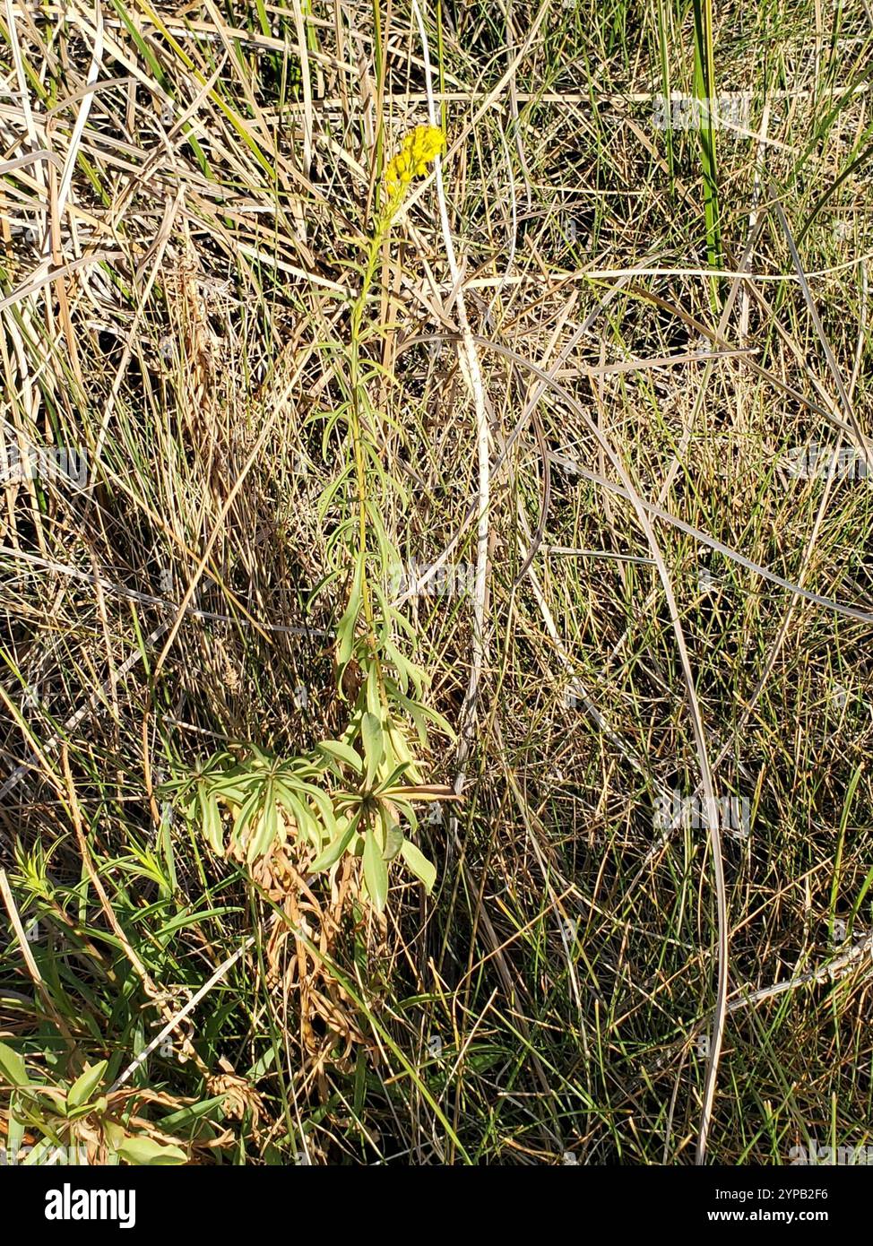 southern goldenrod (Solidago confinis Stock Photo - Alamy