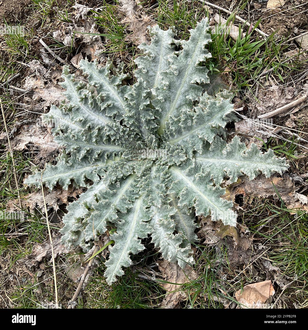 cotton thistle (Onopordum acanthium Stock Photo - Alamy
