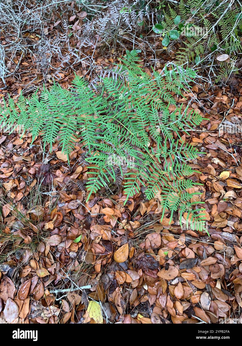 Pteridium caudatum hi-res stock photography and images - Alamy
