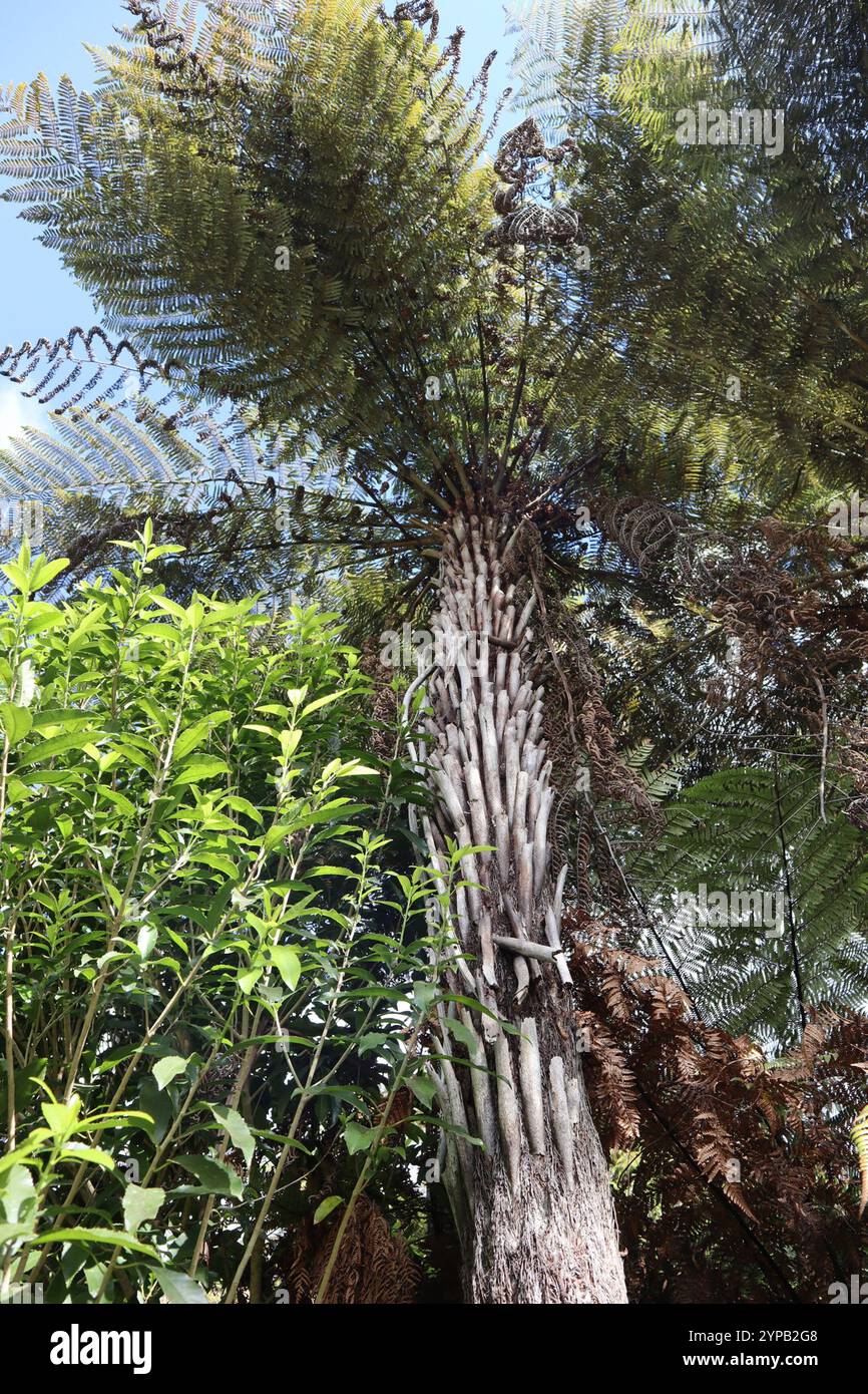 silver fern (Cyathea dealbata Stock Photo - Alamy