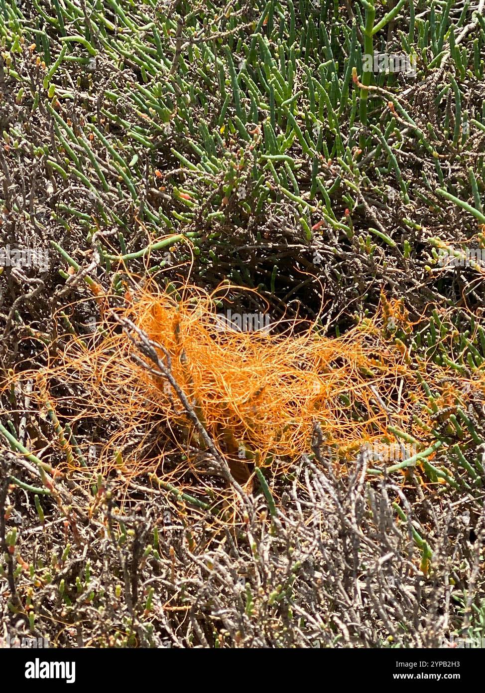 Goldenthread hi-res stock photography and images - Alamy