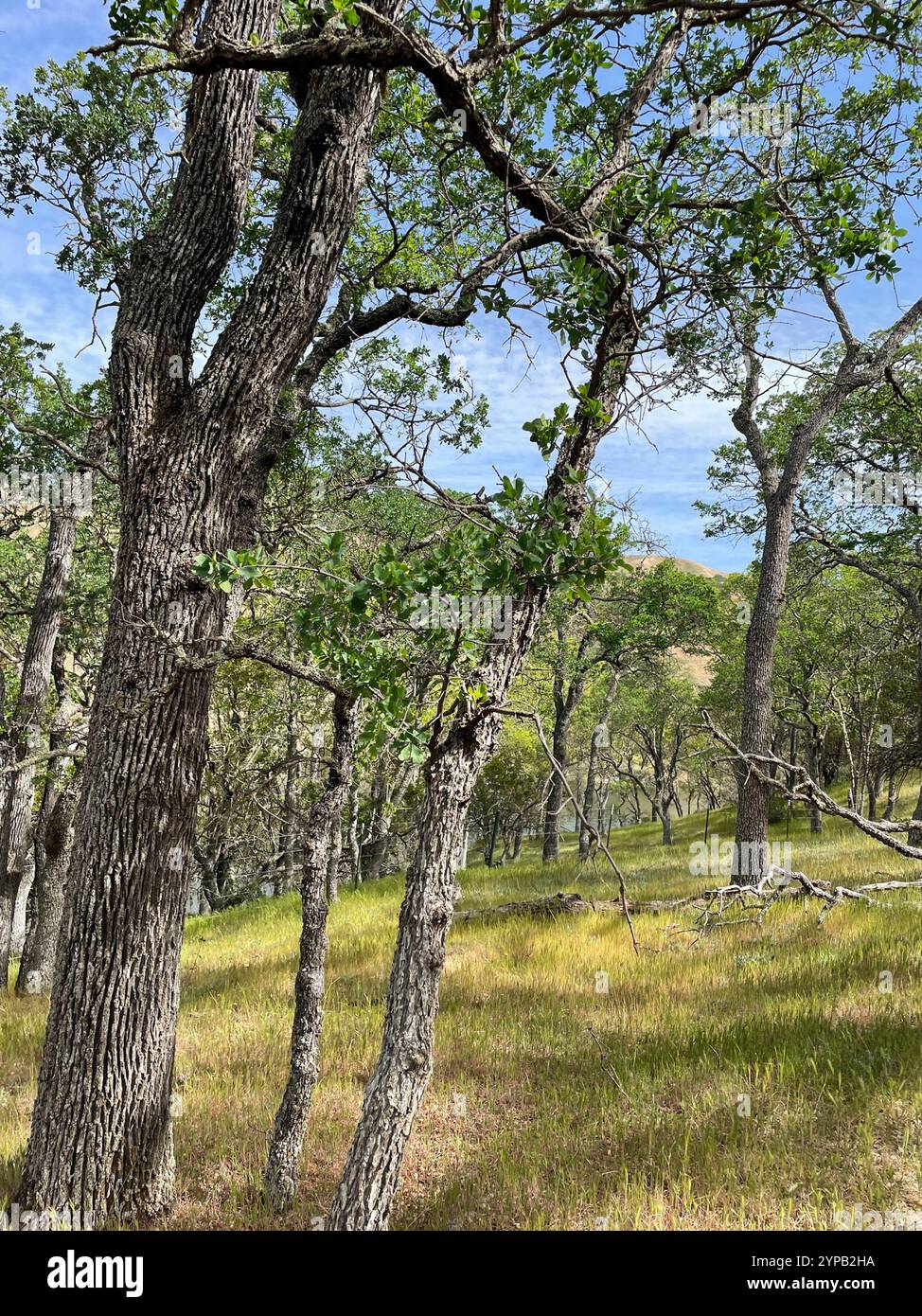 blue oak (Quercus douglasii Stock Photo - Alamy