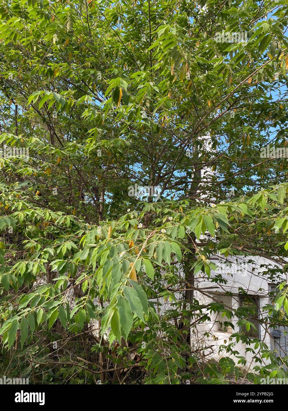 calabur tree (Muntingia calabura Stock Photo - Alamy