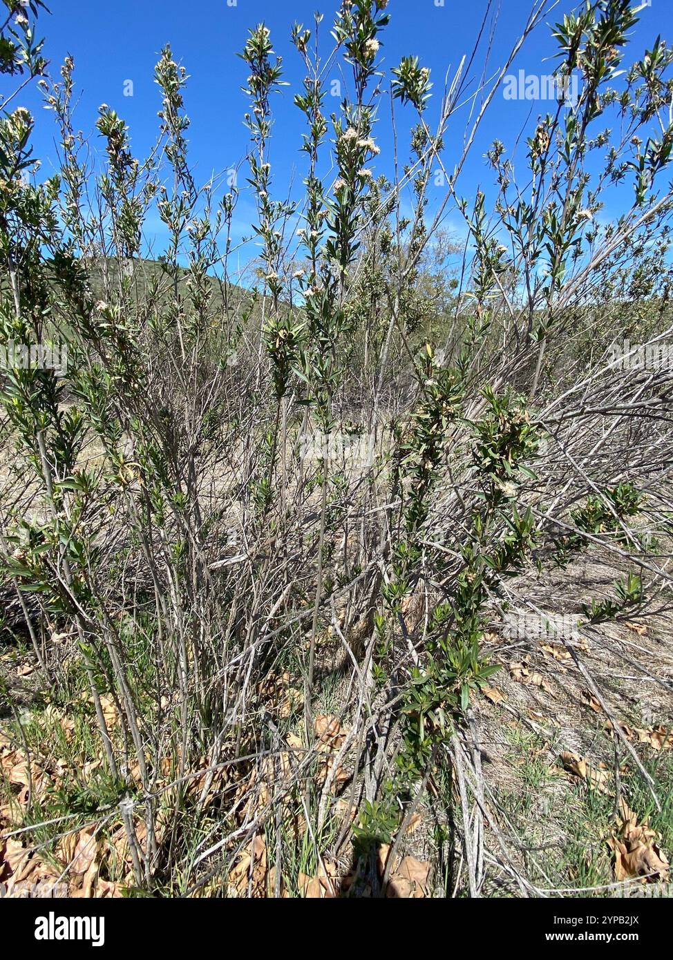 mule fat (Baccharis salicifolia Stock Photo - Alamy