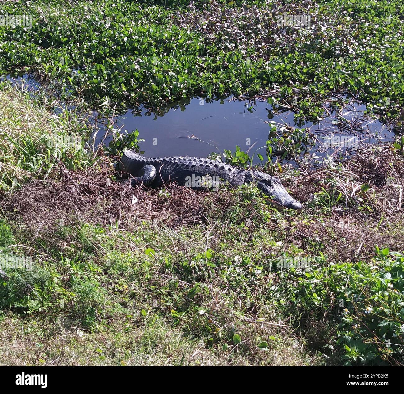 American Alligator (Alligator mississippiensis Stock Photo - Alamy