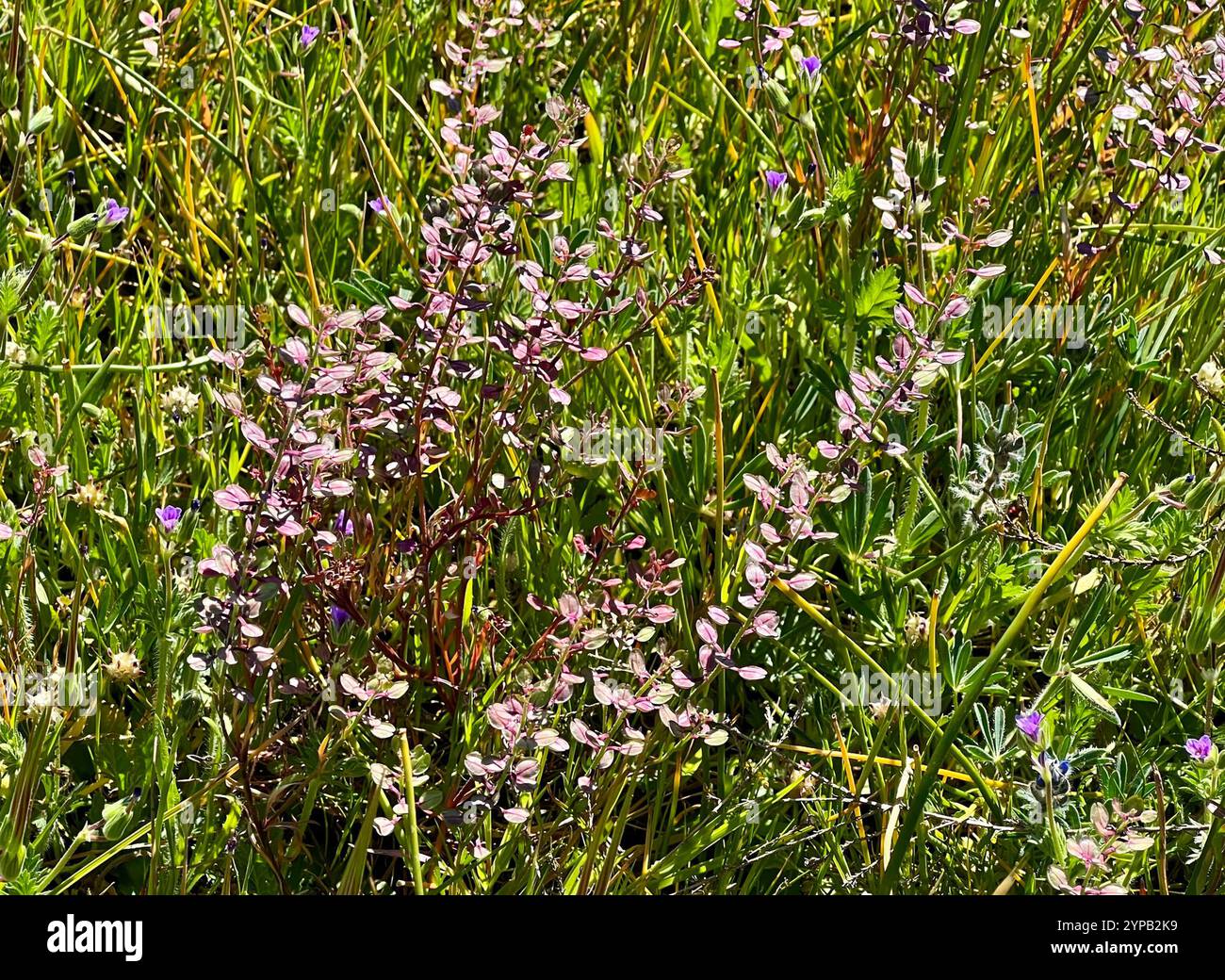 Shining Pepperweed (Lepidium nitidum Stock Photo - Alamy