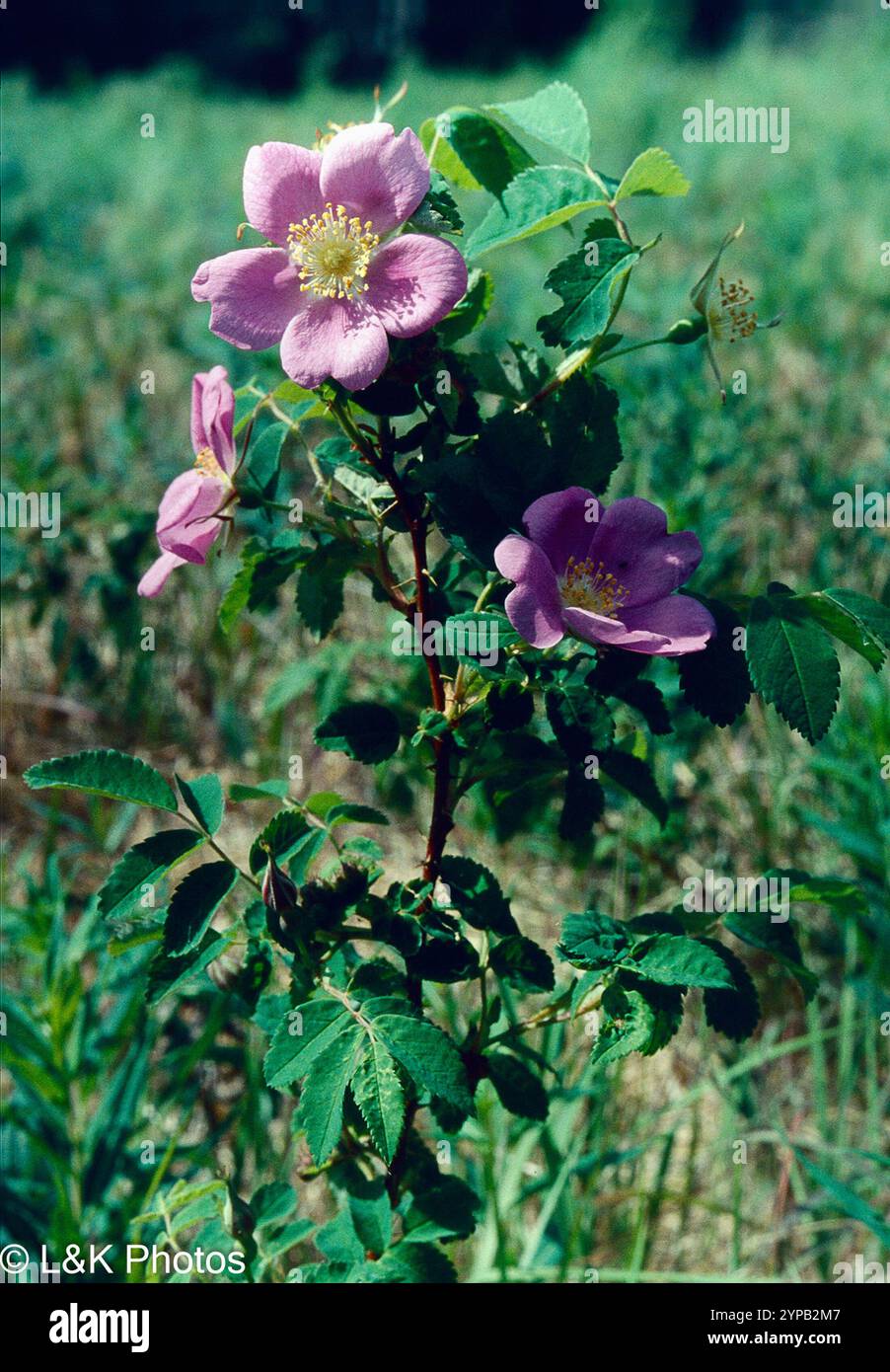 Prickly Wild Rose (Rosa acicularis Stock Photo - Alamy