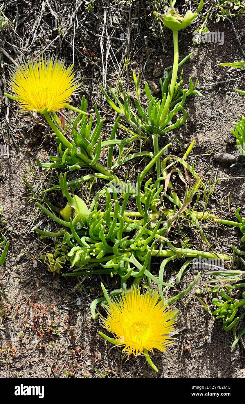 Conicosia pugioniformis hi-res stock photography and images - Alamy