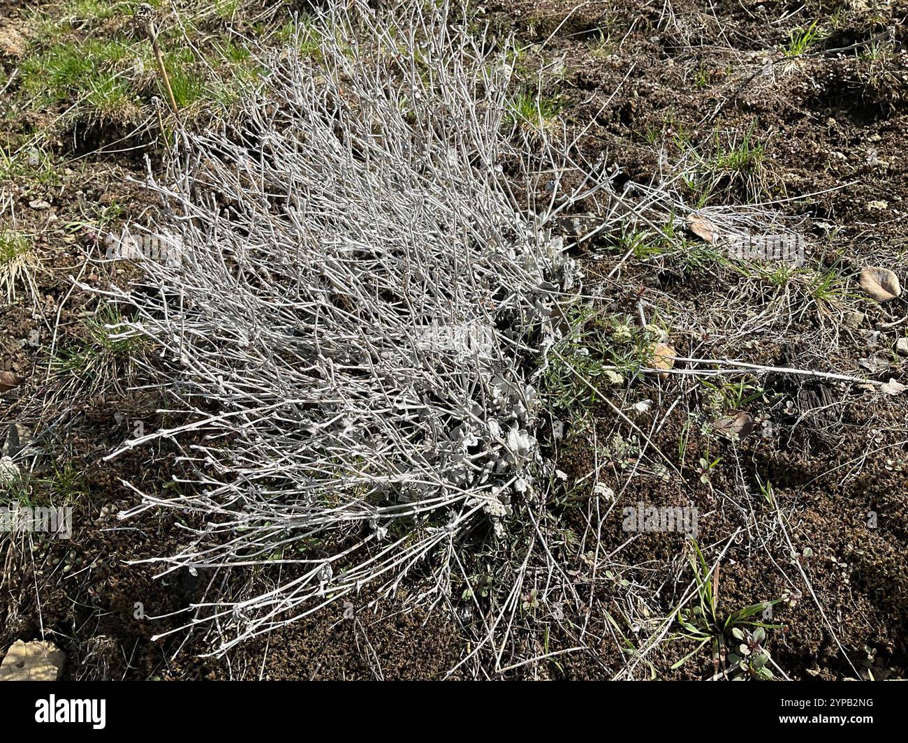 Snow Buckwheat (Eriogonum niveum Stock Photo - Alamy