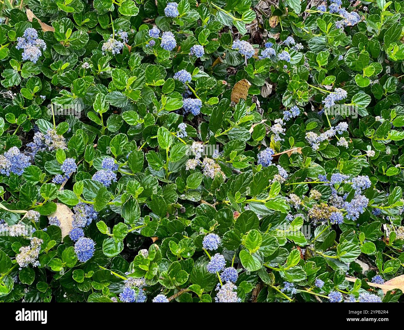 blueblossom (Ceanothus thyrsiflorus Stock Photo - Alamy