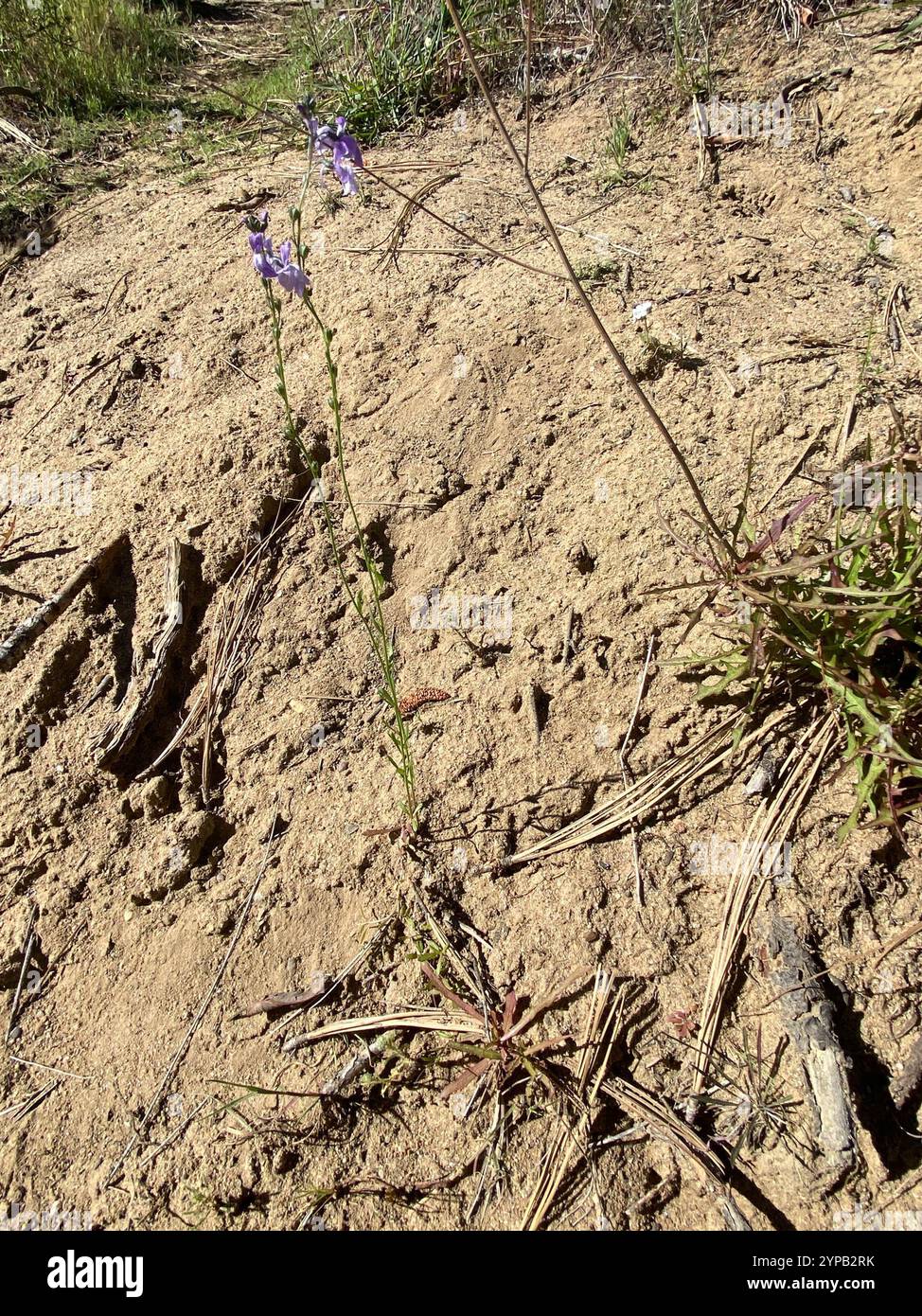 Texas toadflax (Nuttallanthus texanus Stock Photo - Alamy