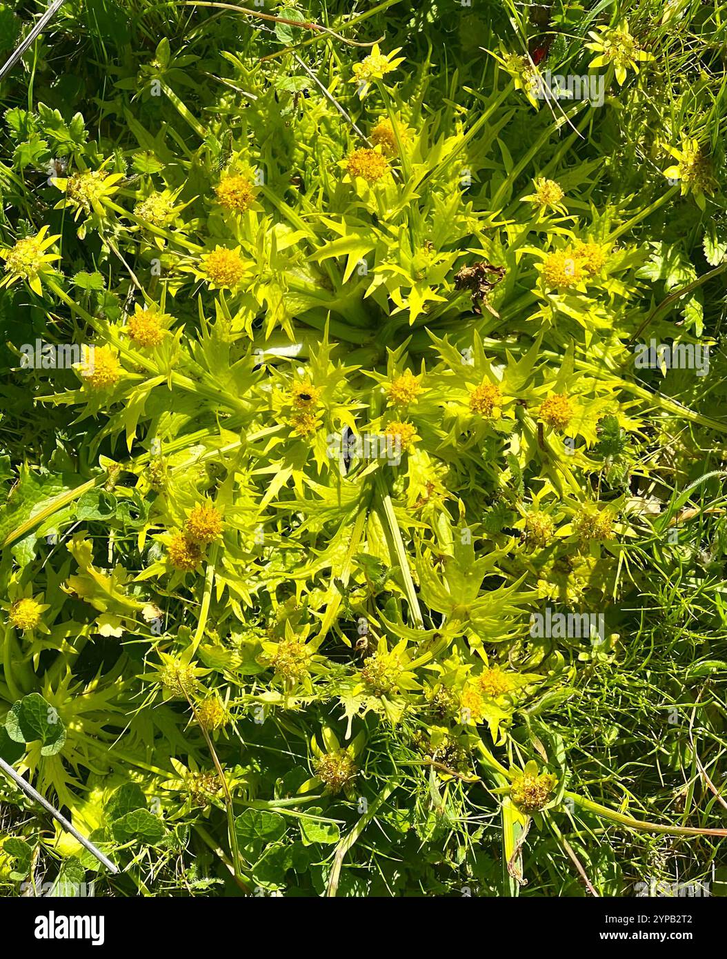 Sanicula arctopoides hi-res stock photography and images - Alamy