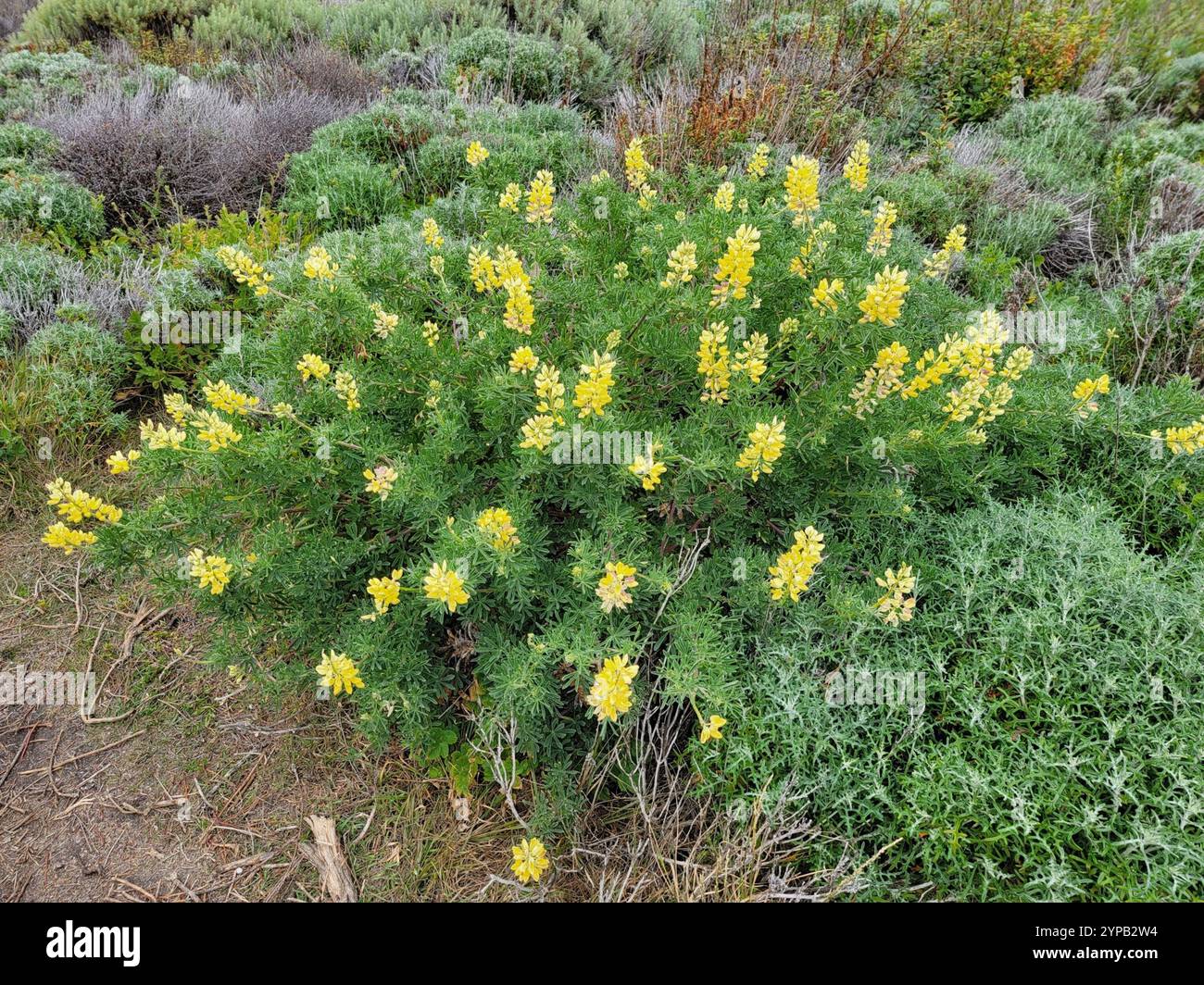 coastal bush lupine (Lupinus arboreus Stock Photo - Alamy