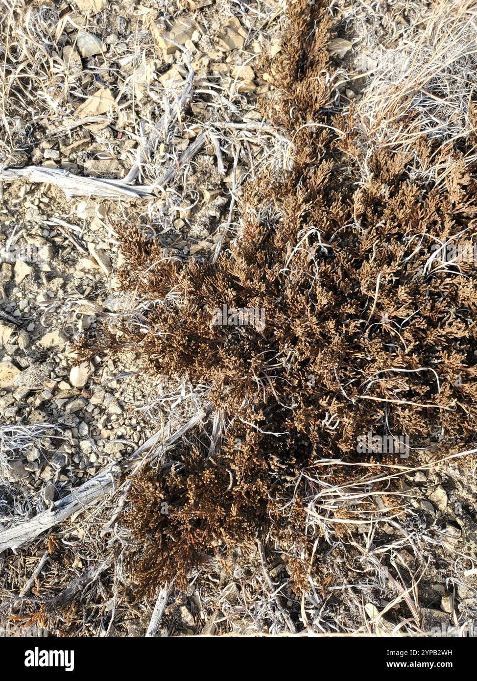 creeping juniper (Juniperus horizontalis Stock Photo - Alamy