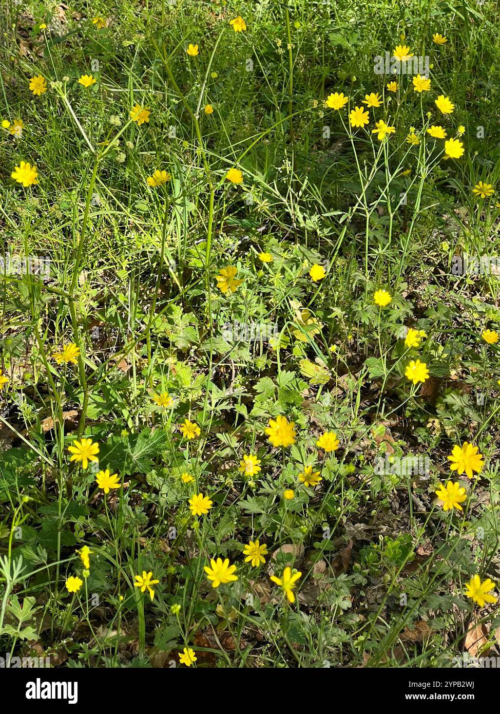 California buttercup (Ranunculus californicus Stock Photo - Alamy