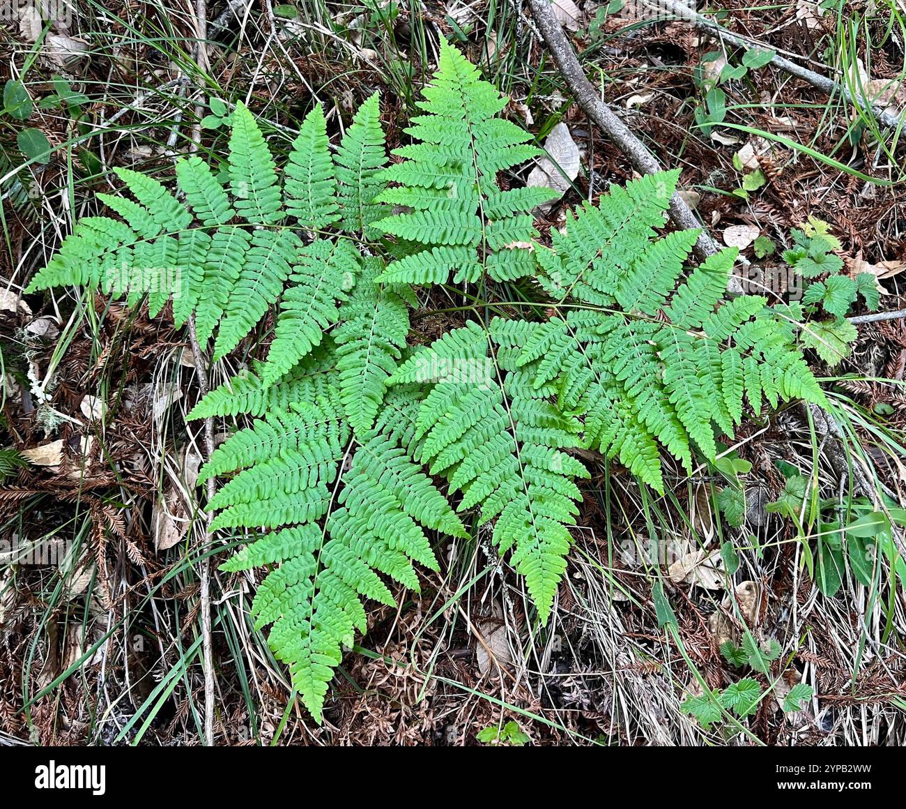 common bracken (Pteridium aquilinum Stock Photo - Alamy