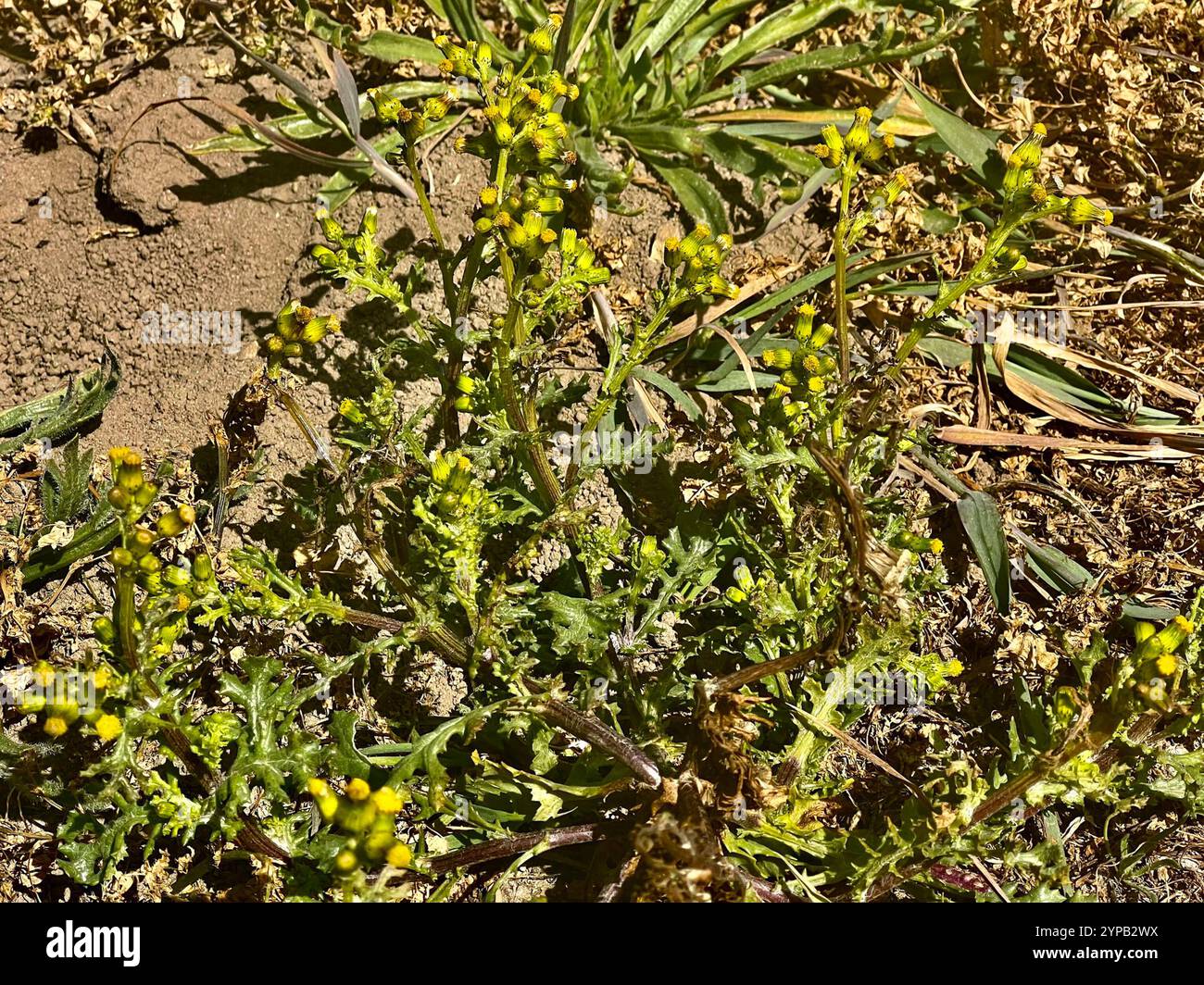 common groundsel (Senecio vulgaris Stock Photo - Alamy