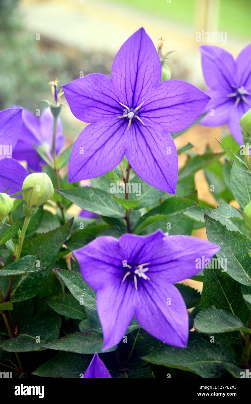 Small Blue Platycodon Grandiflorus 'Astra Blue' Star-shaped Flowers ...