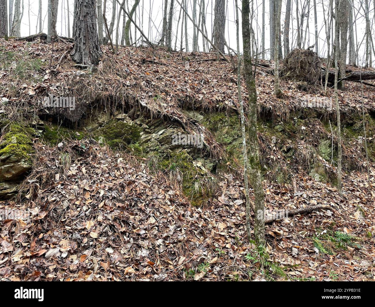 Nabalus trifoliolatus hi-res stock photography and images - Alamy