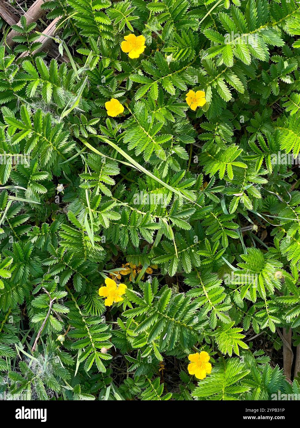 Pacific silverweed (Argentina pacifica Stock Photo - Alamy