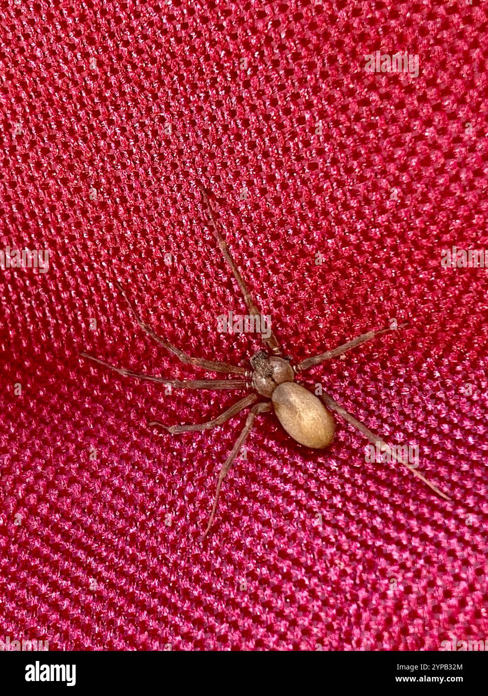 Brown Recluse (Loxosceles reclusa Stock Photo - Alamy