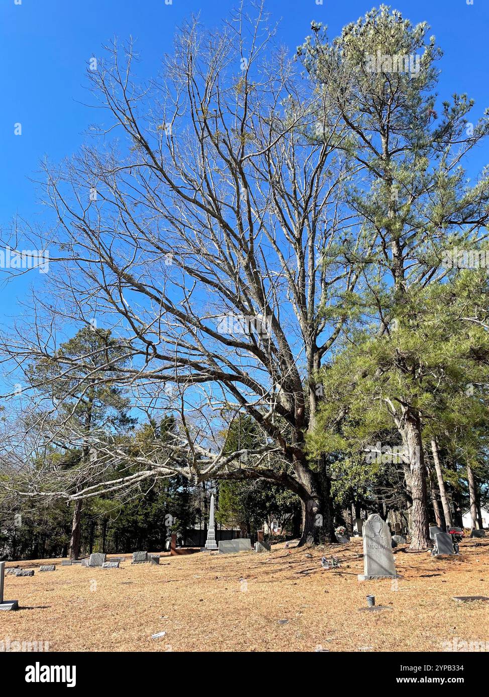 white oak (Quercus alba Stock Photo - Alamy