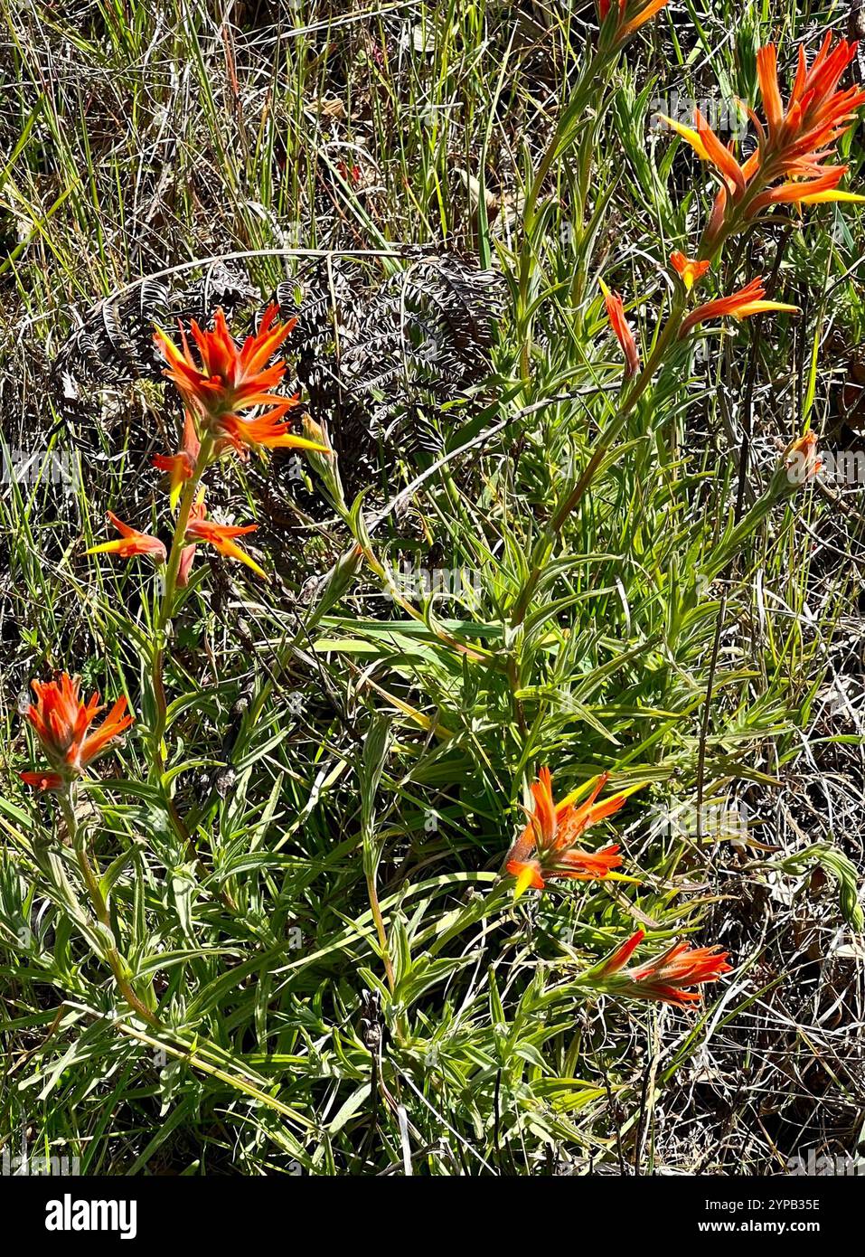 Castilleja subinclusa hi-res stock photography and images - Alamy