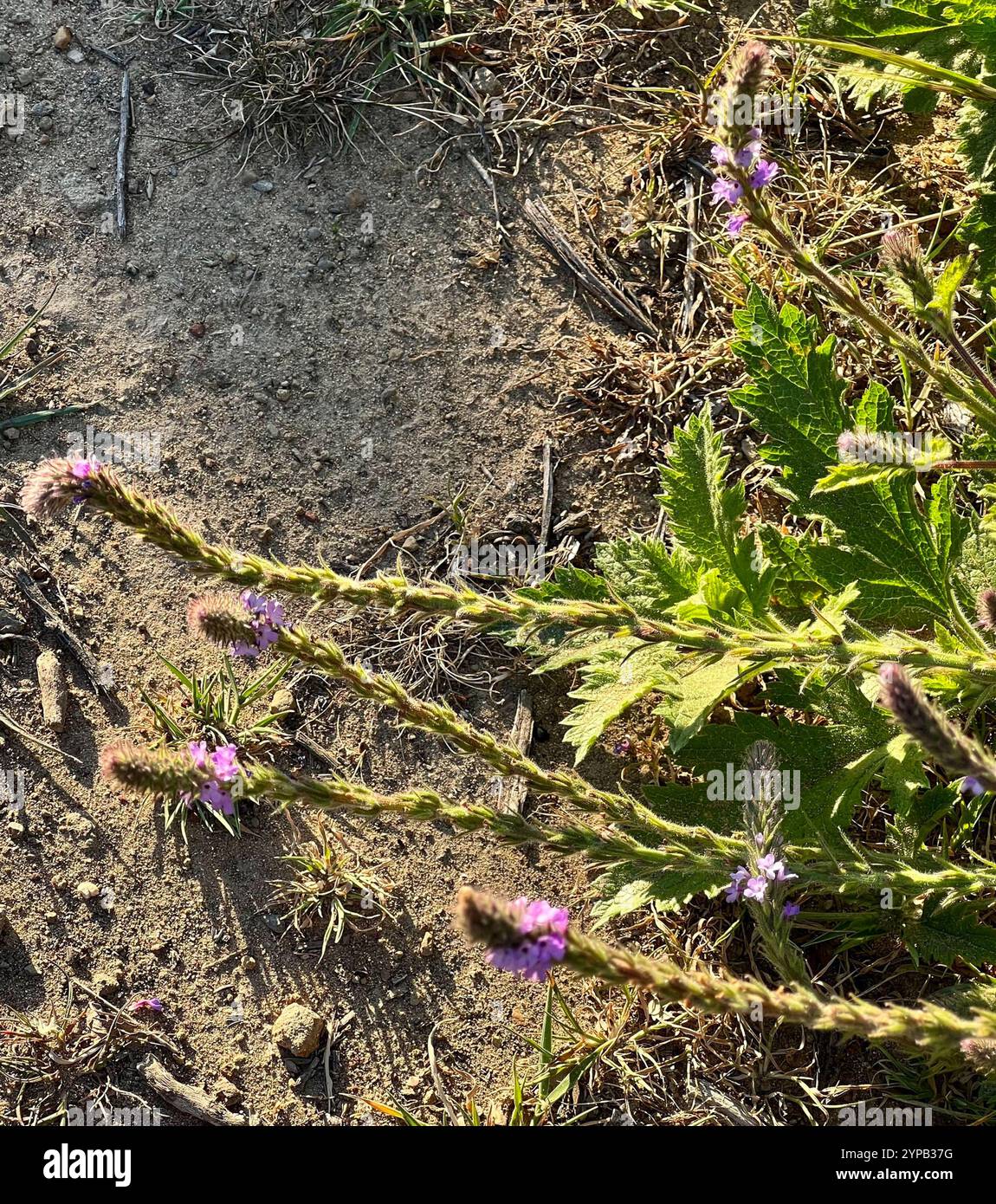 Western vervain verbena lasiostachys hi-res stock photography and ...