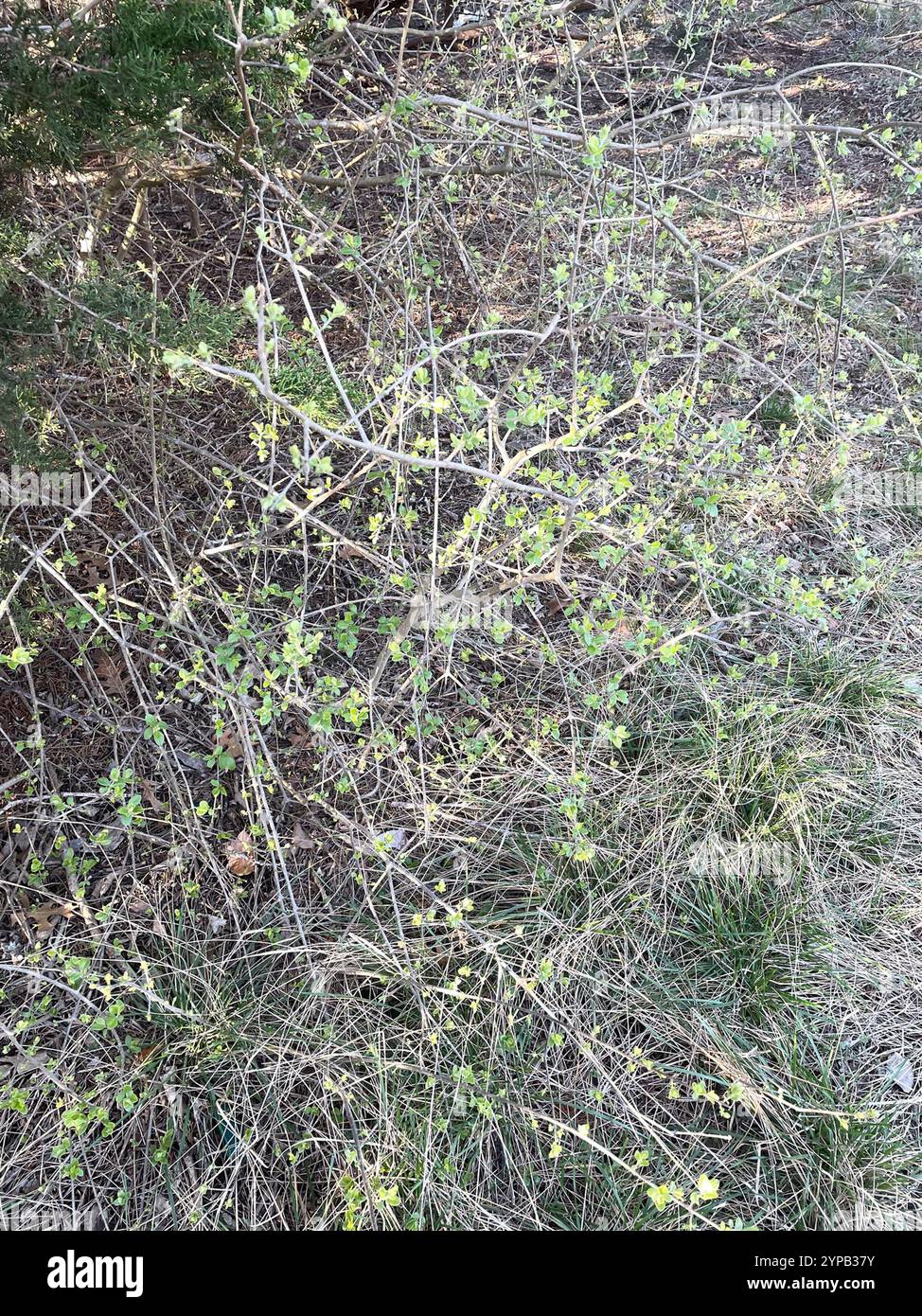 Stretchberry (Forestiera pubescens Stock Photo - Alamy