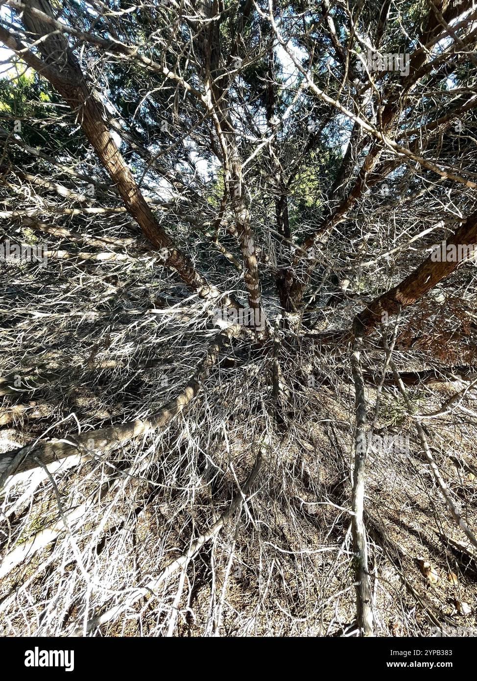 Ashe juniper (Juniperus ashei Stock Photo - Alamy