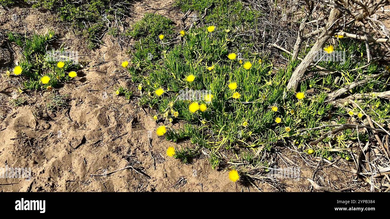 Pig's-root (Conicosia pugioniformis Stock Photo - Alamy