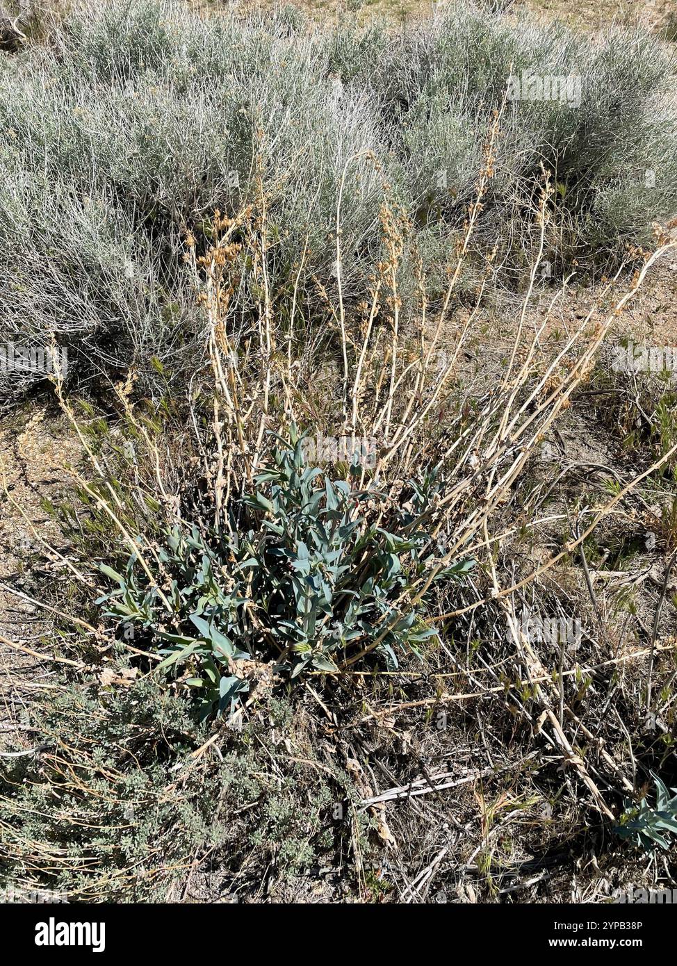 scarlet bugler (Penstemon centranthifolius Stock Photo - Alamy