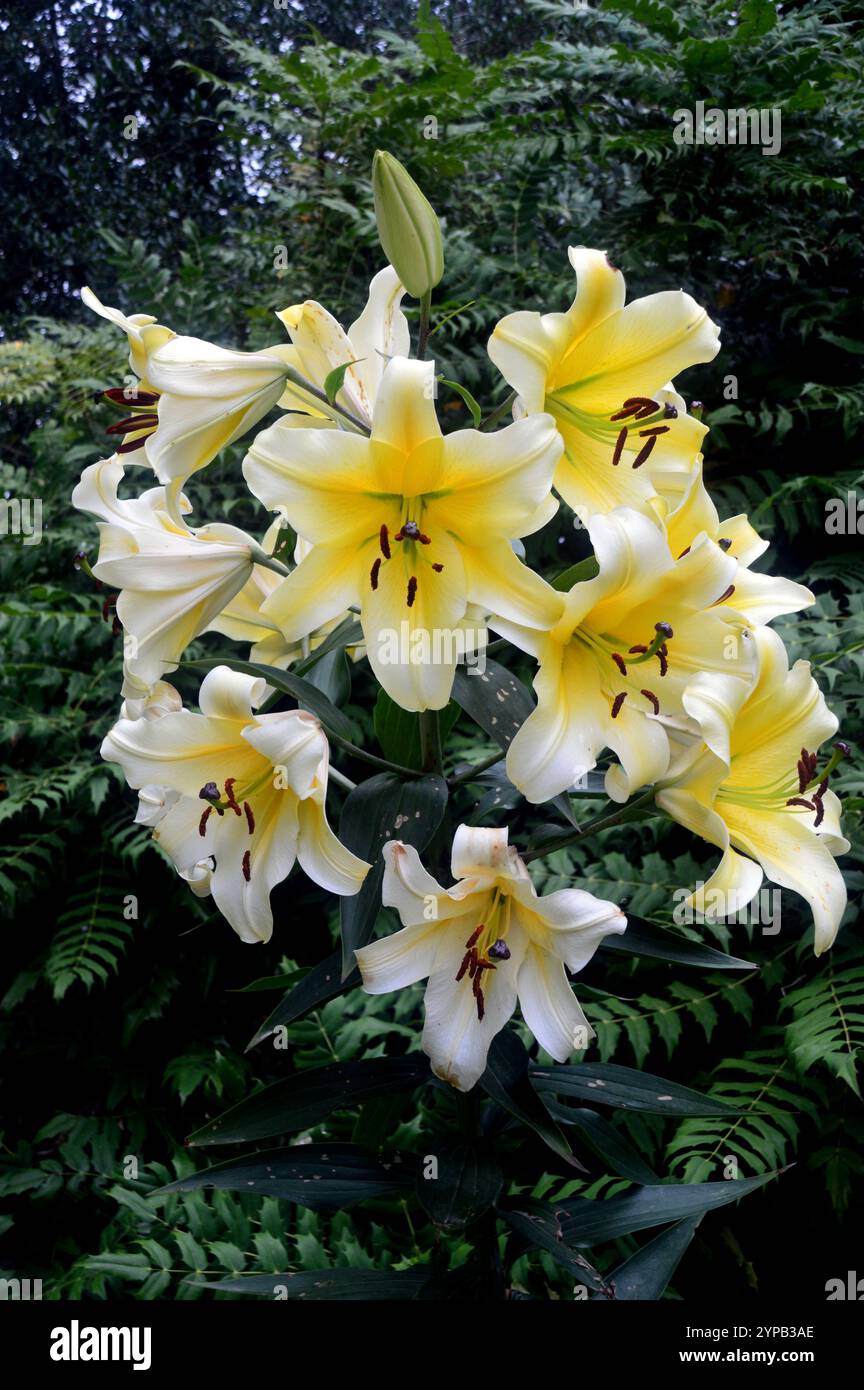 Tall Giant White/Yellow Skyscraper Lilium (Lily) 'Manissa' Flowers ...