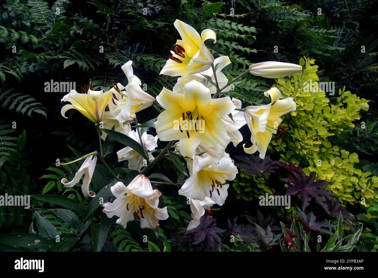 Tall Giant White/Yellow Skyscraper Lilium (Lily) 'Manissa' Flowers ...