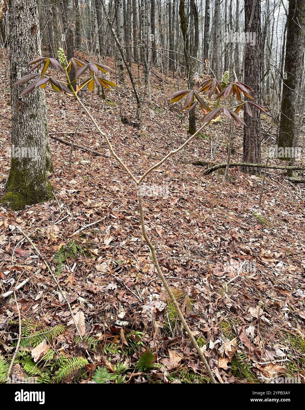 painted buckeye (Aesculus sylvatica Stock Photo - Alamy