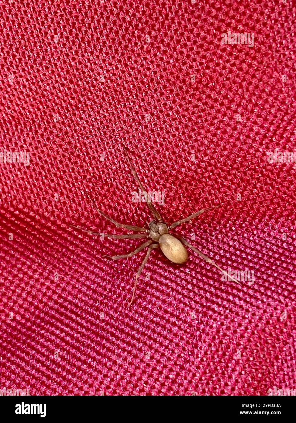 Brown Recluse (Loxosceles reclusa Stock Photo - Alamy