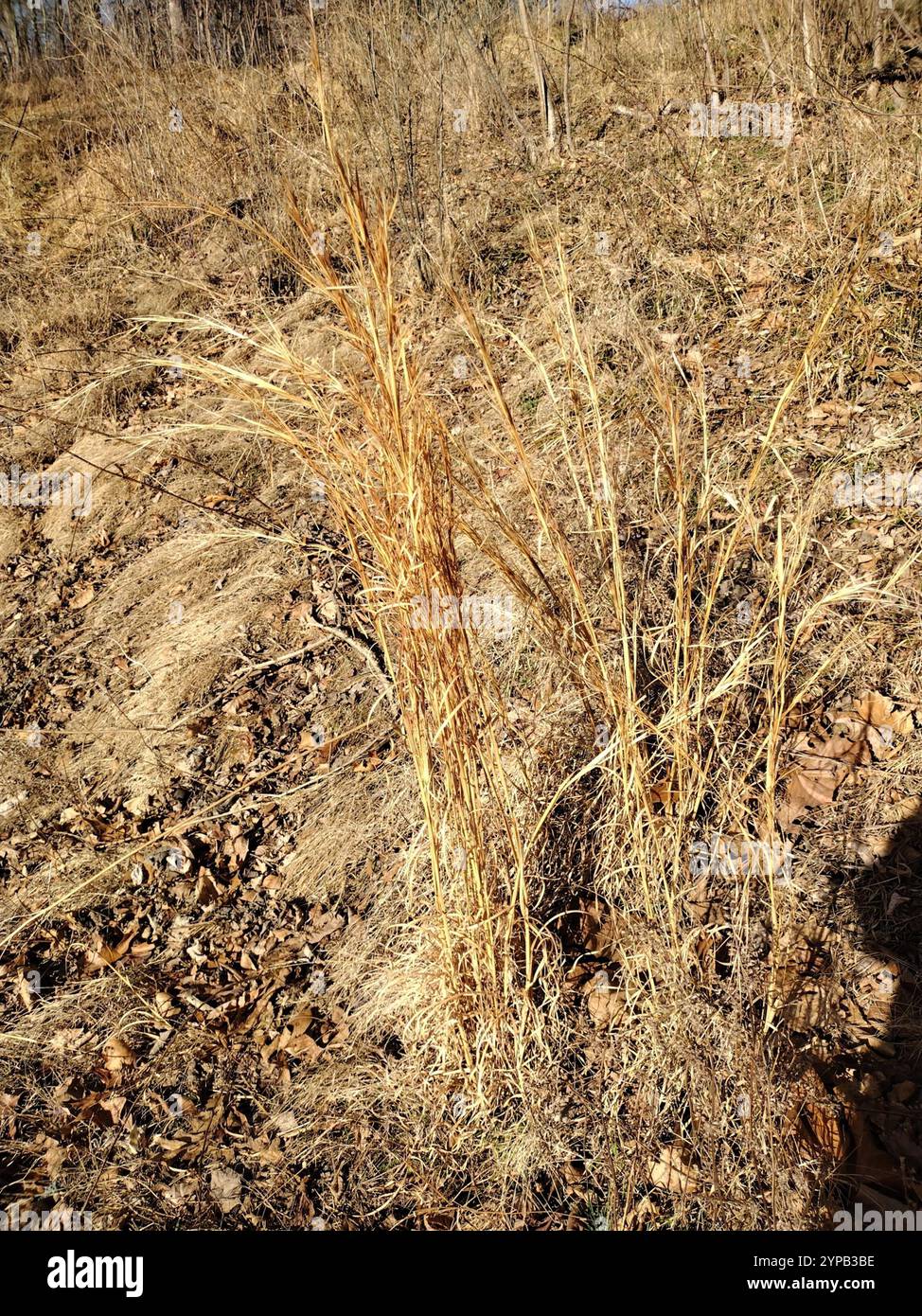 broomsedge bluestem (Andropogon virginicus Stock Photo - Alamy
