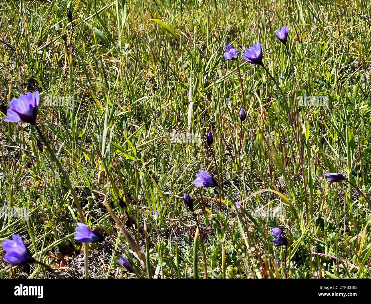 Blue Dicks (Dipterostemon capitatus Stock Photo - Alamy