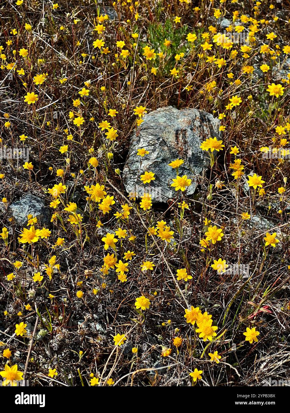 California goldfields (Lasthenia californica Stock Photo - Alamy