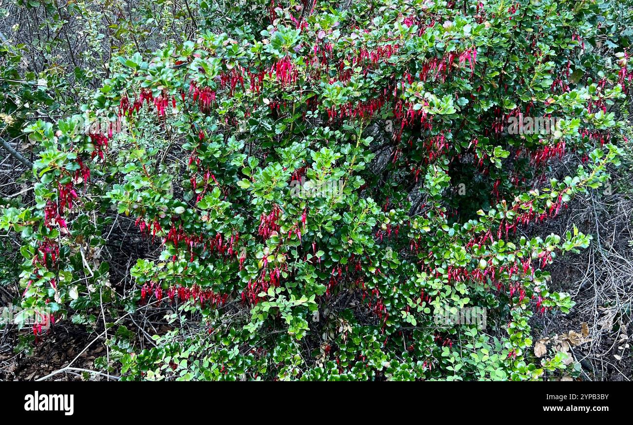 Fuchsiaflower Gooseberry (Ribes speciosum Stock Photo - Alamy