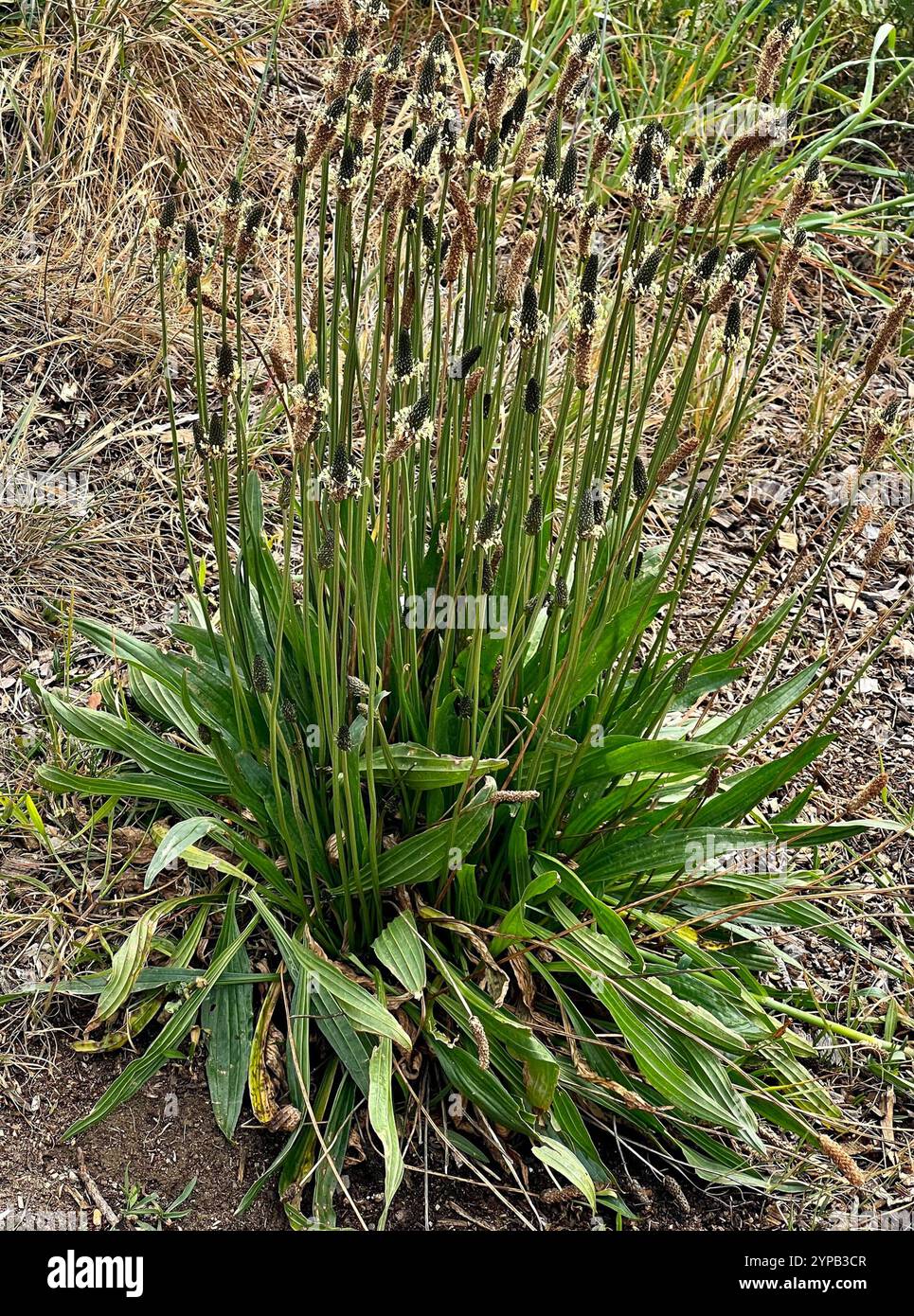 ribwort plantain (Plantago lanceolata Stock Photo - Alamy