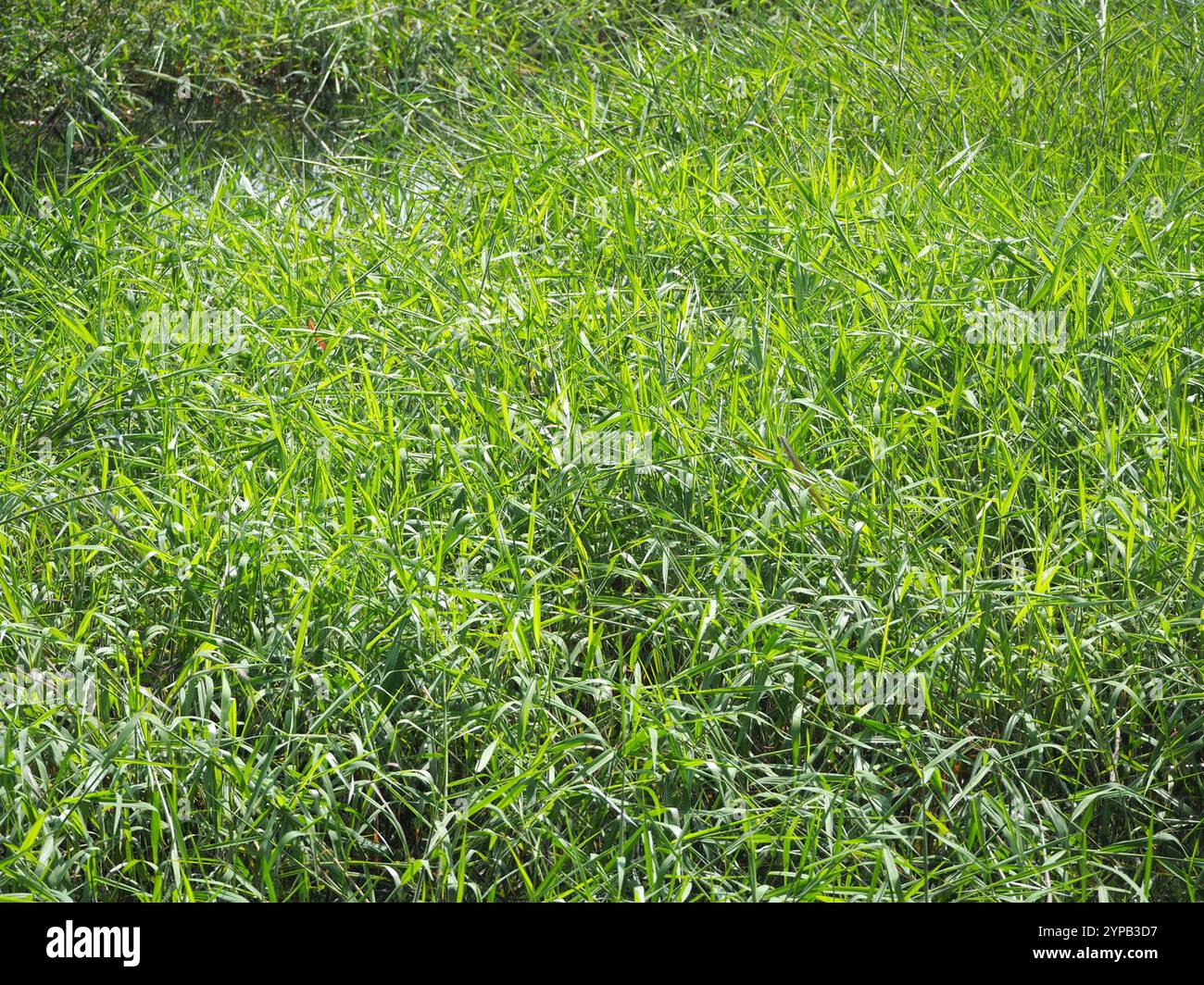 Para Grass (Urochloa mutica Stock Photo - Alamy