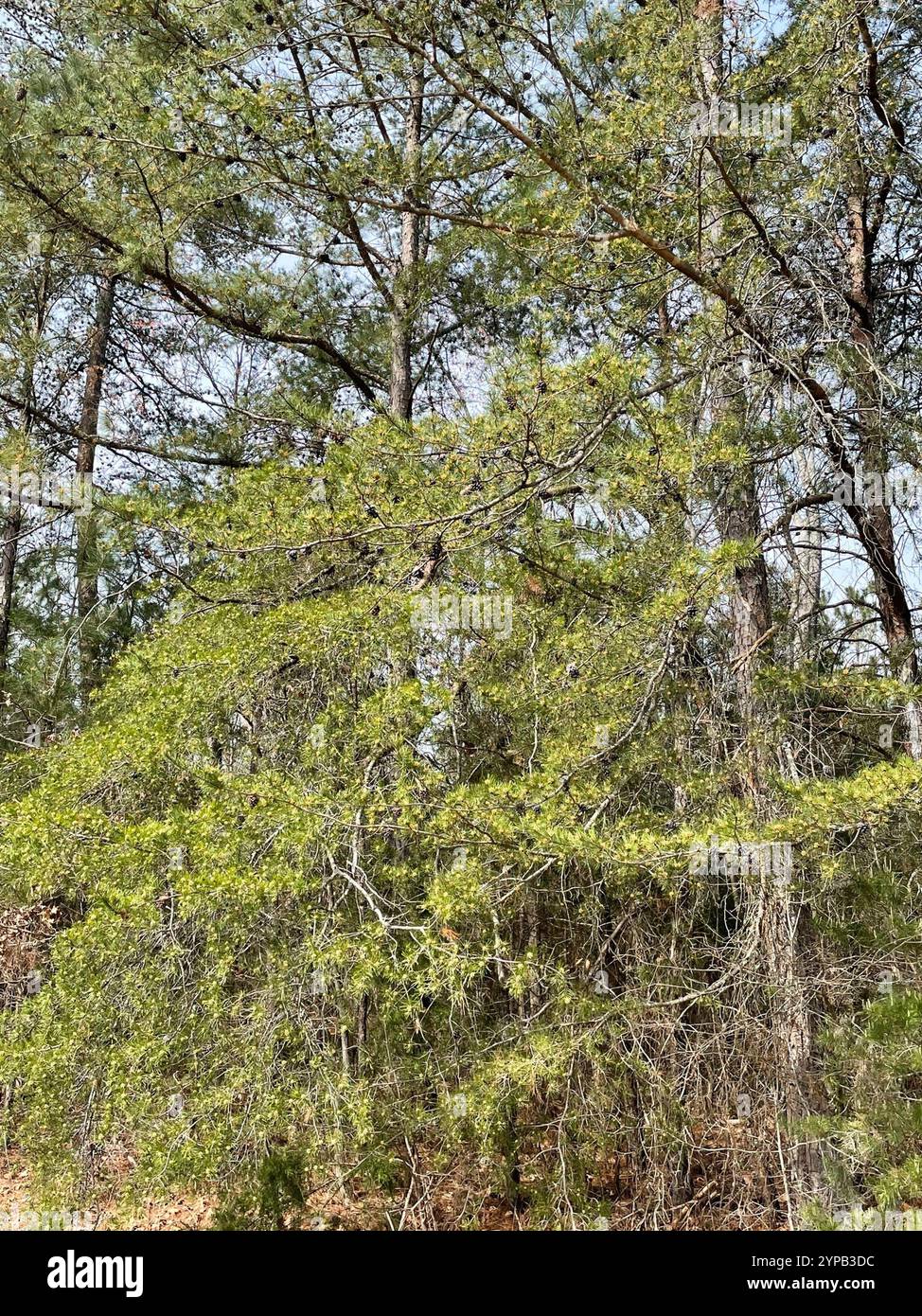 Virginia pine (Pinus virginiana Stock Photo - Alamy